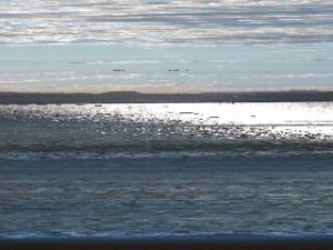 Susan Collins – Artist